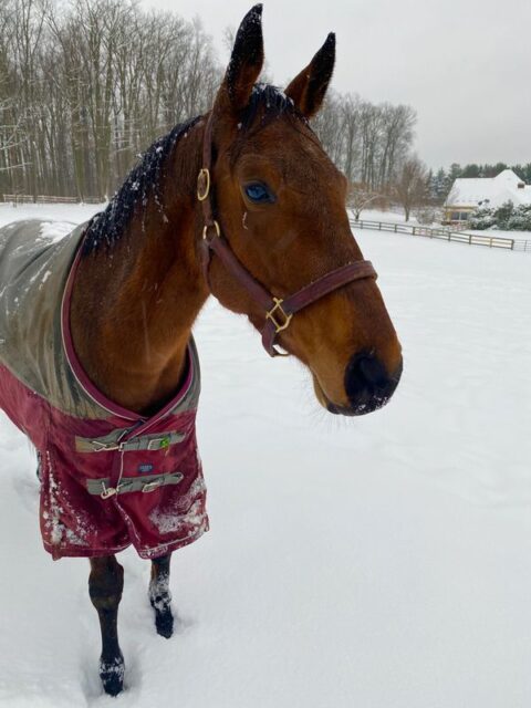 TRACS | Coexist Stables